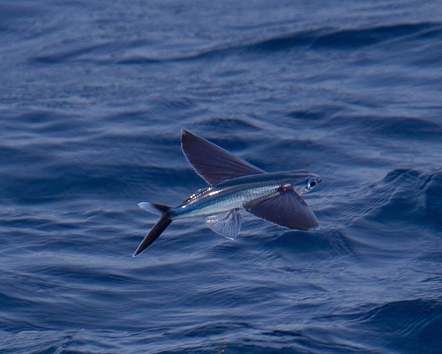 Catalina Flying Fish Tour | Catalina Tours