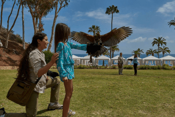 Catalina Falconry Experience | Catalina Tours
