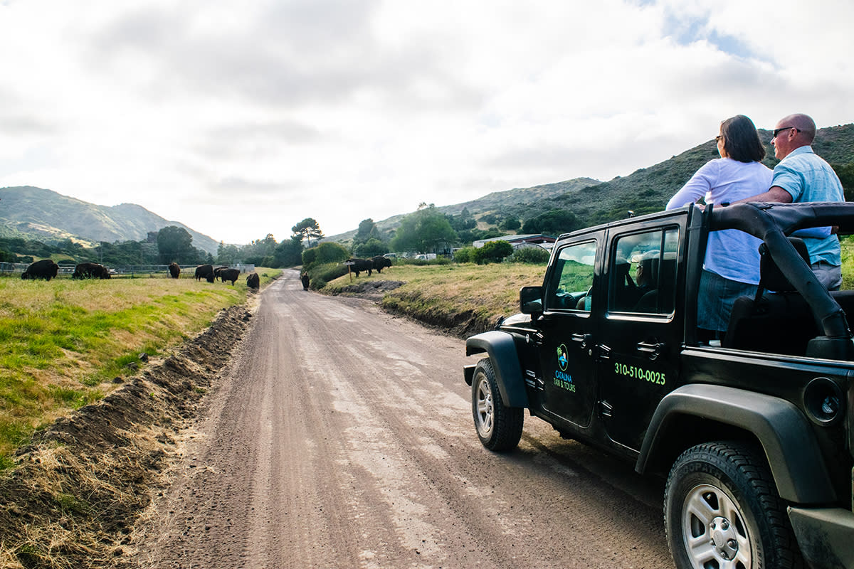 Private Eco Tour | Catalina Tours